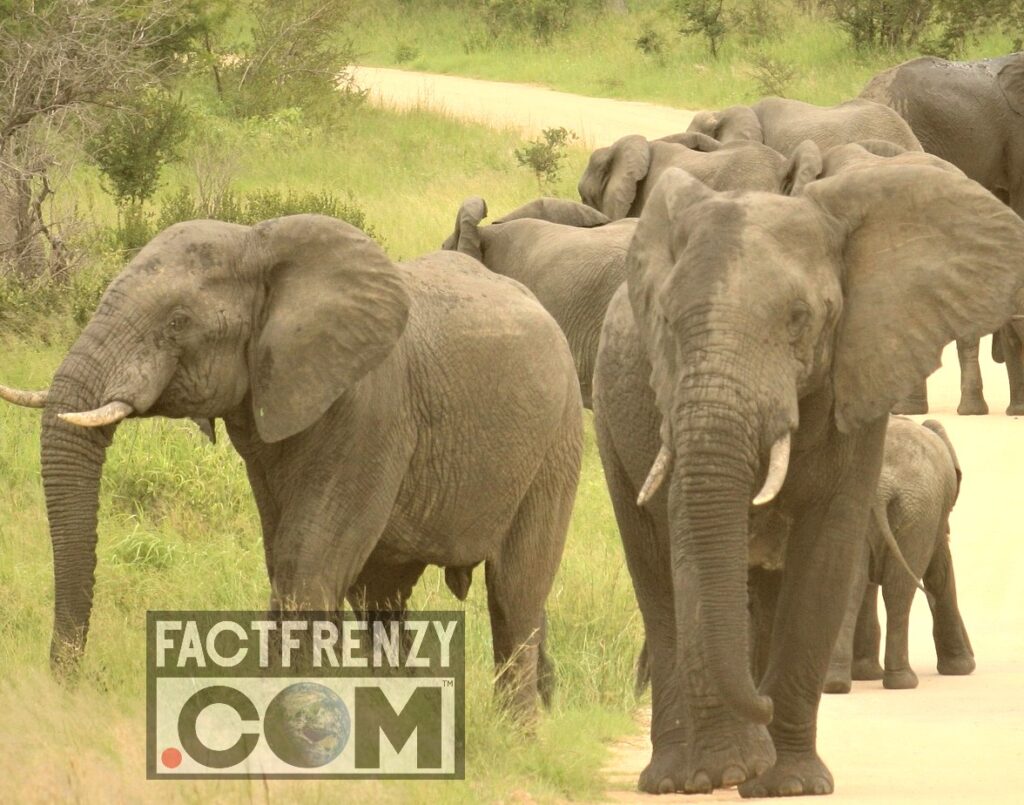 Facts About Elephants! - Fact Frenzy .com