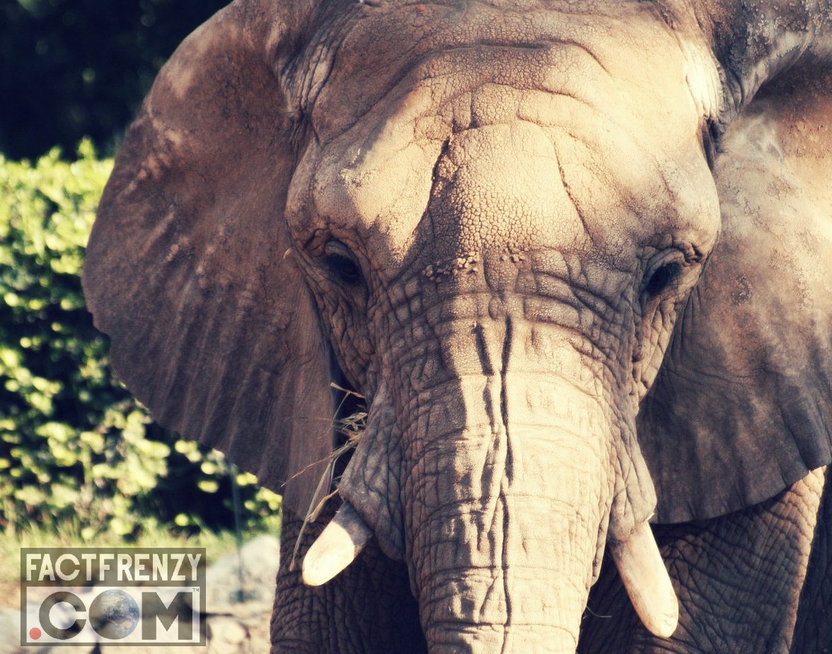 Facts About Elephants! - Fact Frenzy .com