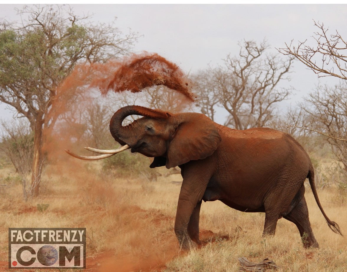 Facts About Elephants! - Fact Frenzy .com