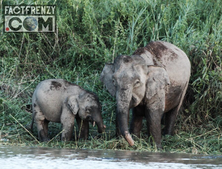 Facts About Elephants! - Fact Frenzy .com