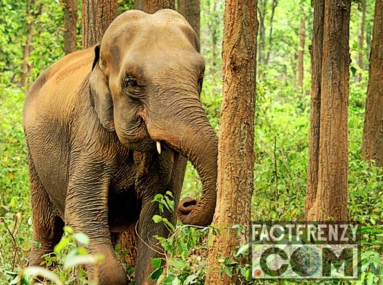 Facts About Elephants! - Fact Frenzy .com