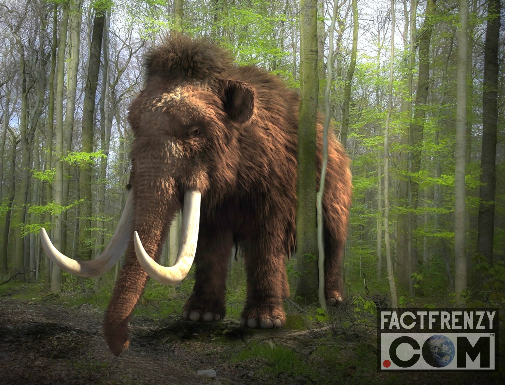 Facts About Elephants! - Fact Frenzy .com