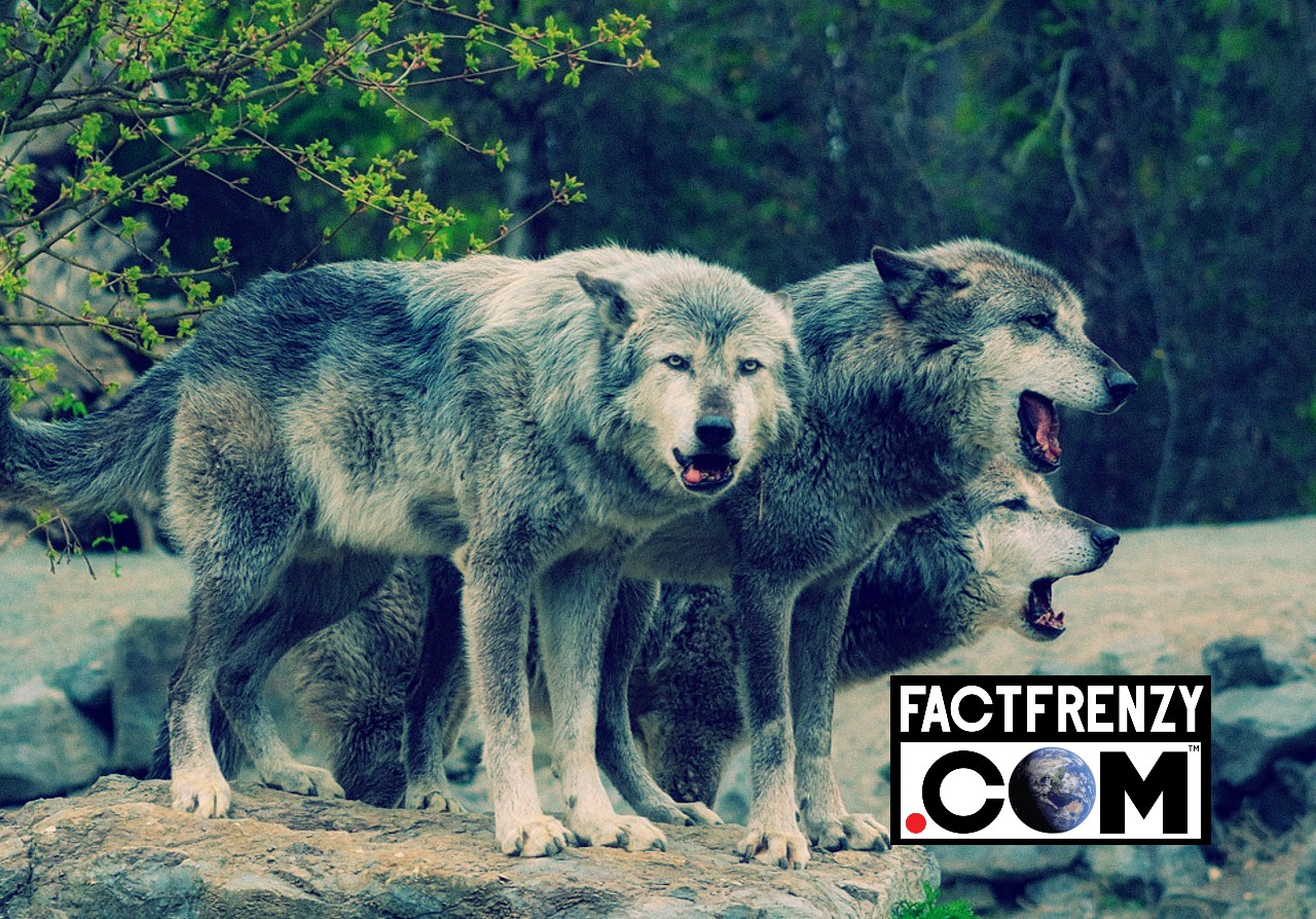 Facts About Wolves - Fact Frenzy .com