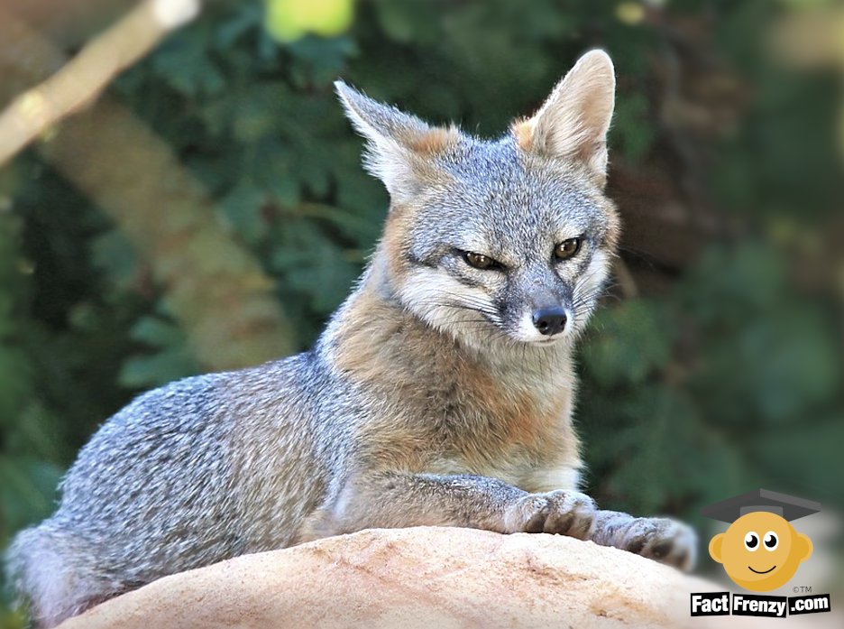 Foxes Facts - Learn About Foxes - Fact Frenzy .com