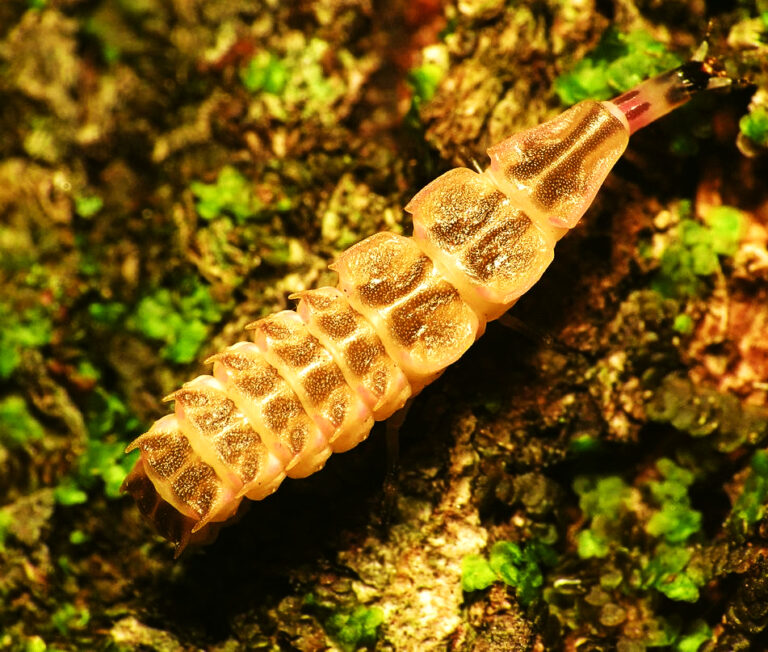Lightning Bug Larvae! - Fact Frenzy .com