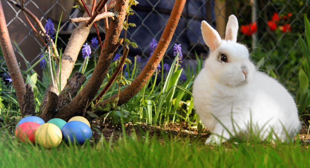 Origins of the “Easter Bunny” - Fact Frenzy .com