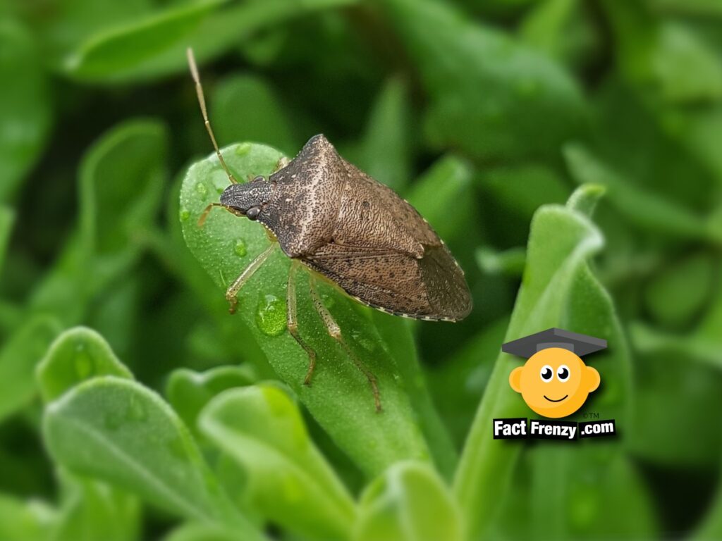 Stink Bug Facts! - Fact Frenzy .com